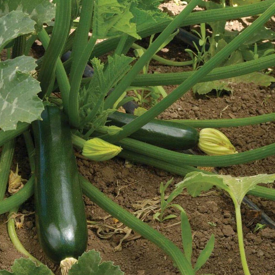 Squash Seeds - Organic, Heirloom, Open Pollinated, Non GMO - Grow ...