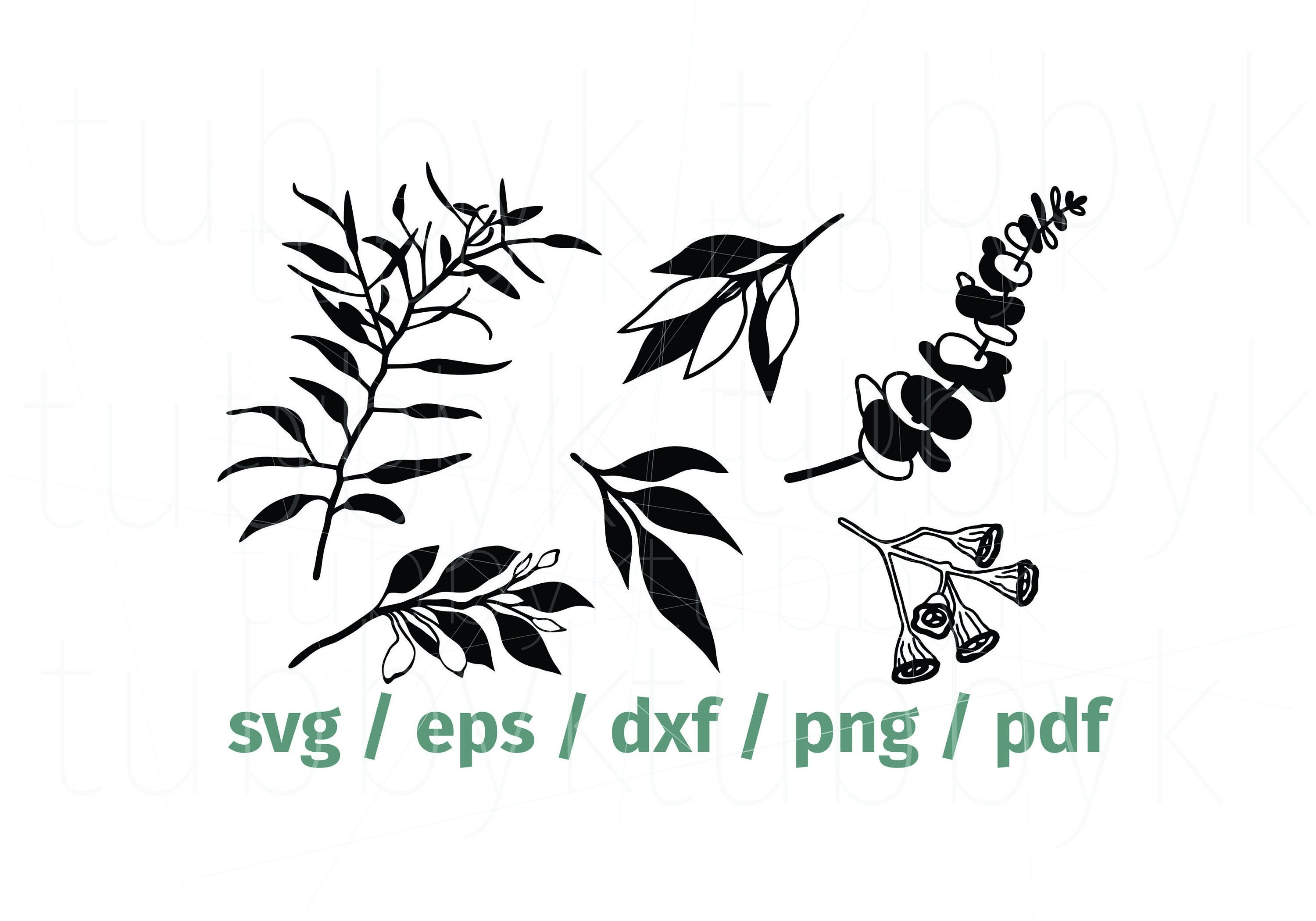 Eucalyptus SVG, Eucalyptus Bundle, SVG Bundle, Australian Bundle ...