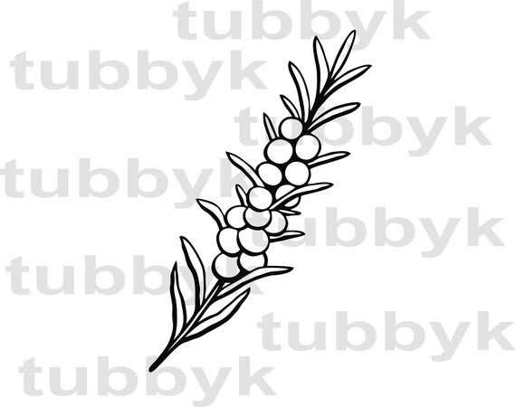 Berries SVG Branch SVG SVG Plant svg Botanical svg | Etsy