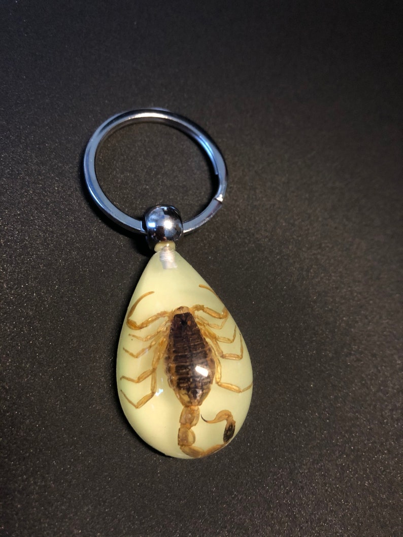 Enclosed Glow in the Dark Scorpion Keychain - Etsy