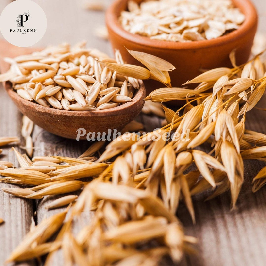 250 Certified Armor Oat Seeds Avena Sativa for Cover Crop, Forage, Soil ...
