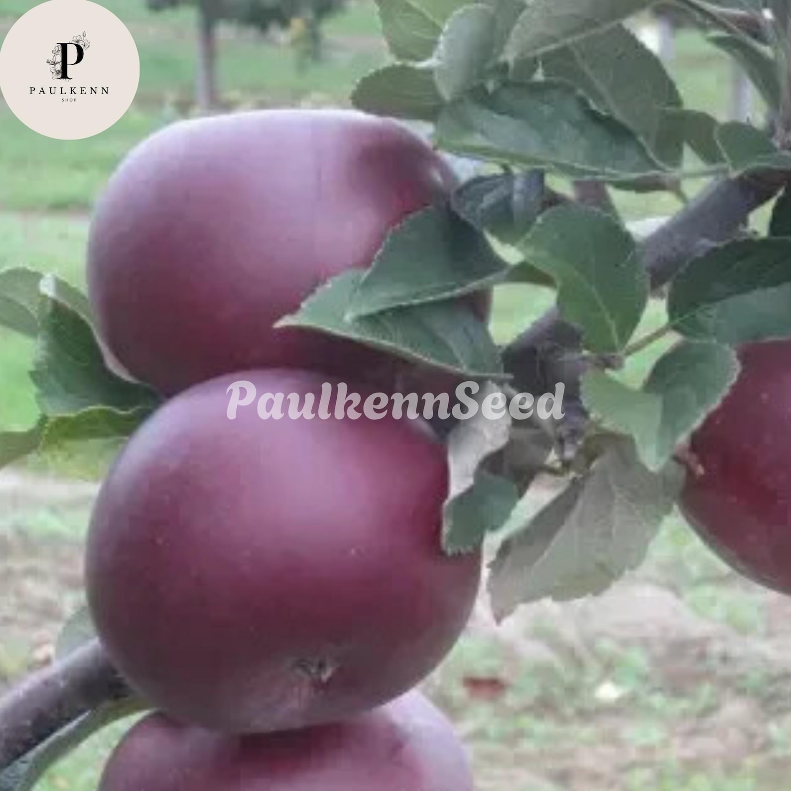 Arkansas Black Apple Seeds - 25 Heirloom Organic Seeds - Etsy