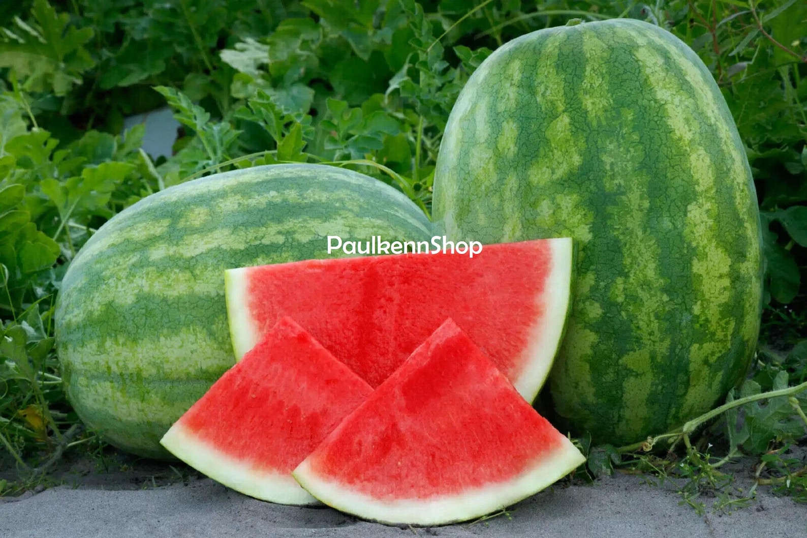 50 Secretariat Seedless Watermelon Seeds: Sweet, Juicy, Non-gmo - Etsy