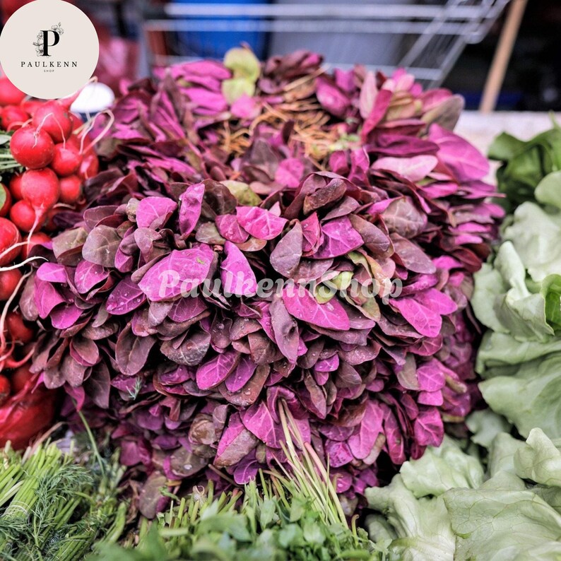 150 Pcs Triple Purple Orach Seeds Mountain Spinach Atriplex Hortensis Leaf Vegetable Seed - Etsy