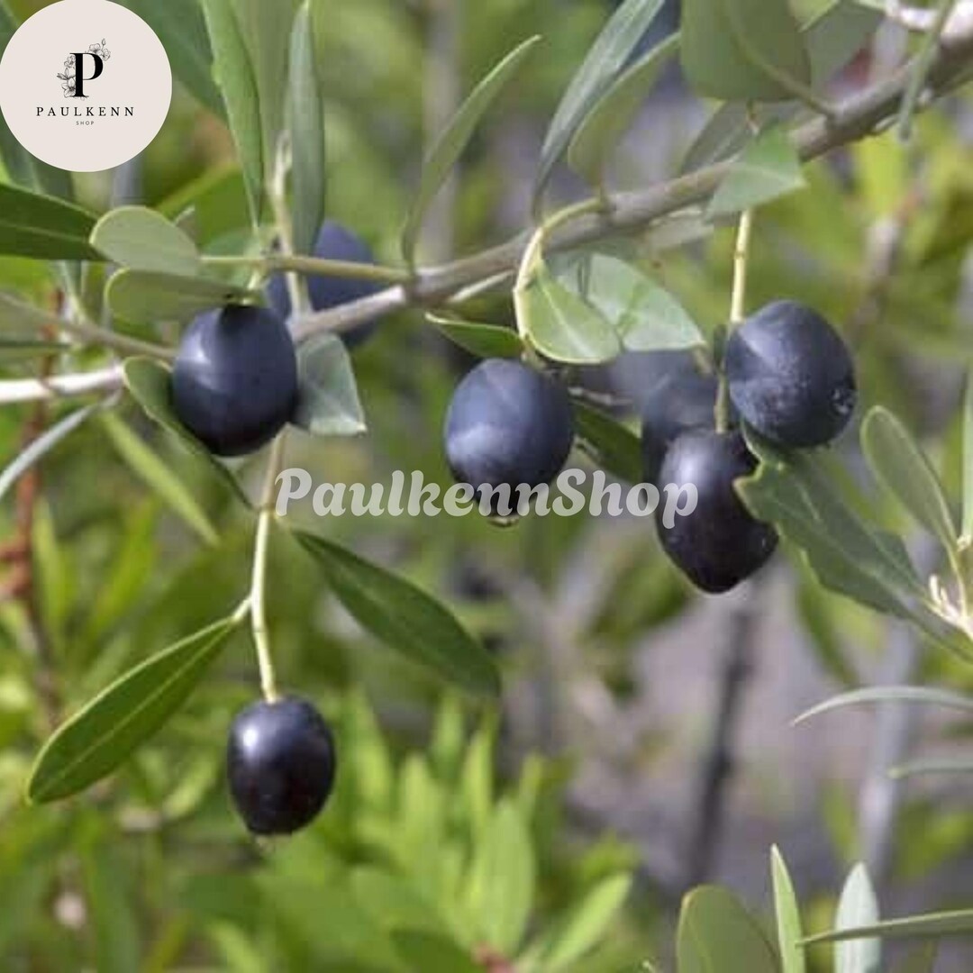 10 Pcs Kalamata Olive Fruit Tree Seeds - Etsy