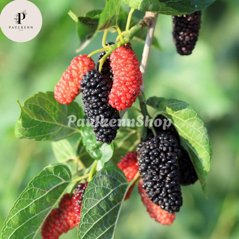 15 Mulberry Tree Seeds Morus Rubra Red Berry Fruit Bush Fast Growing ...
