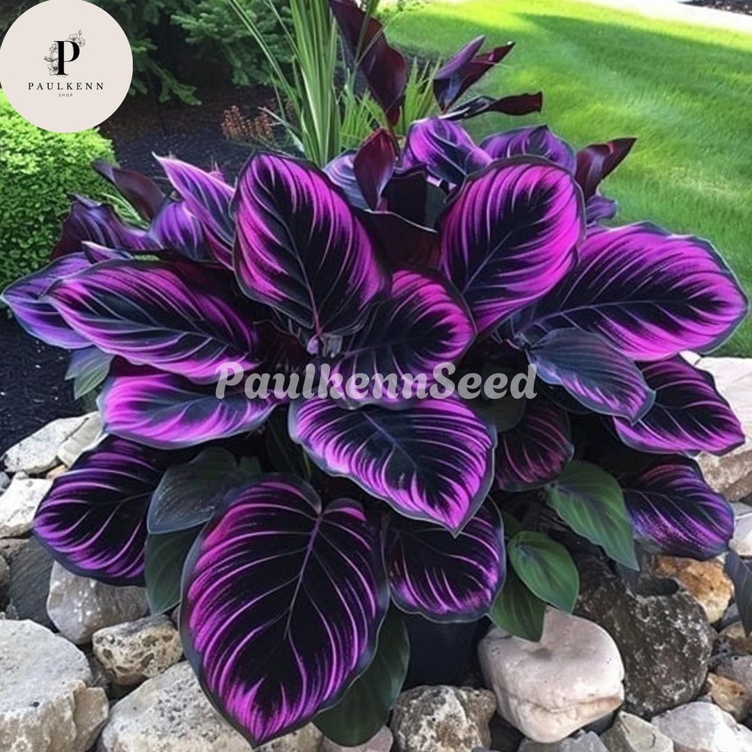 Purple Tip Calathea Seeds: Rare Tropical Foliage, Exotic Indoor Plant ...