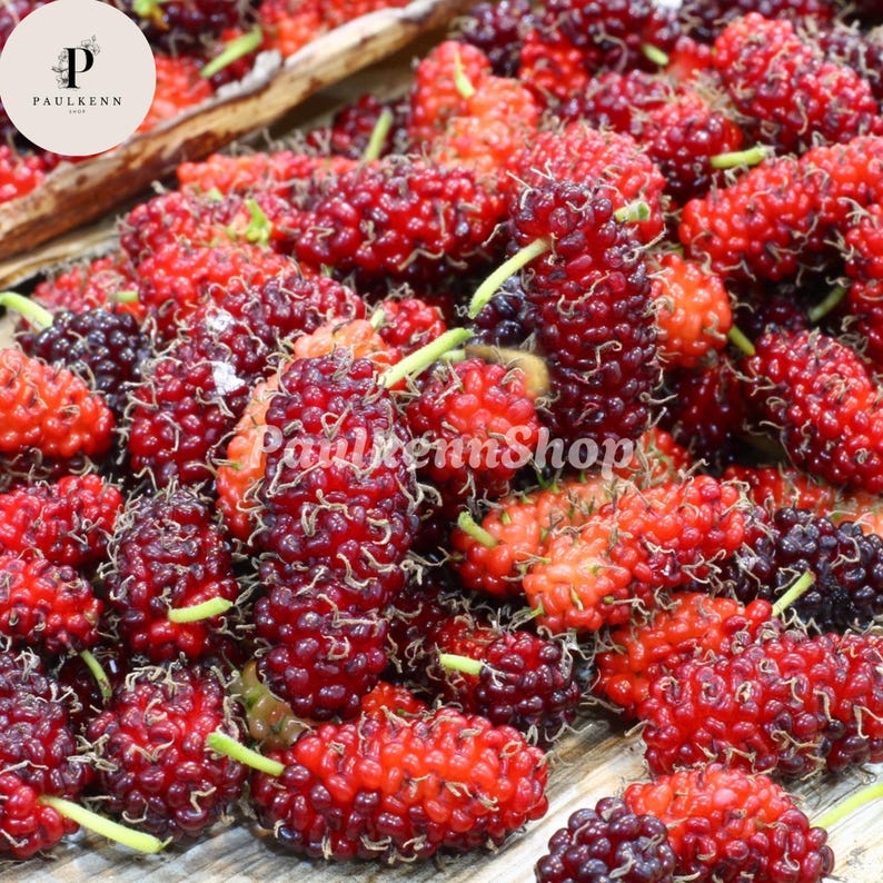 15 Mulberry Tree Seeds Morus Rubra Red Berry Fruit Bush Fast Growing ...