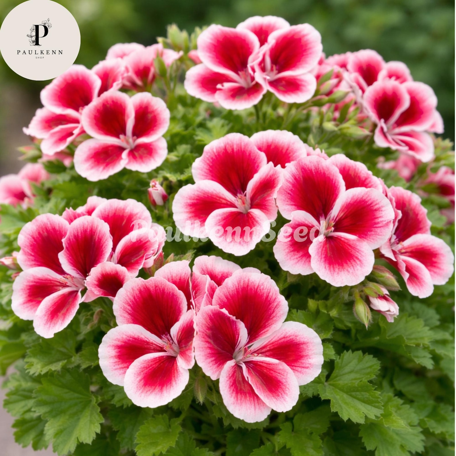 25 Martha Washington Geranium Seeds | Regal Geranium Pelargonium ...
