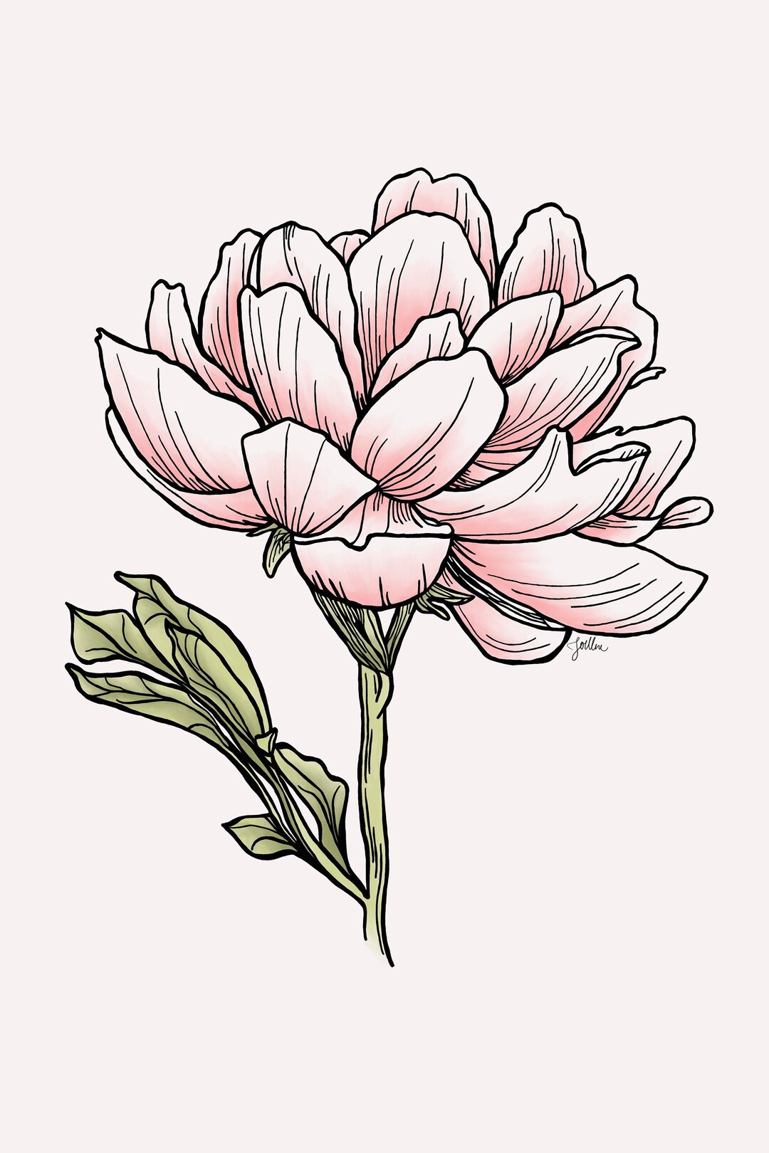 Digitized Drawing of a Blooming Peony With Added Digital Colorization ...
