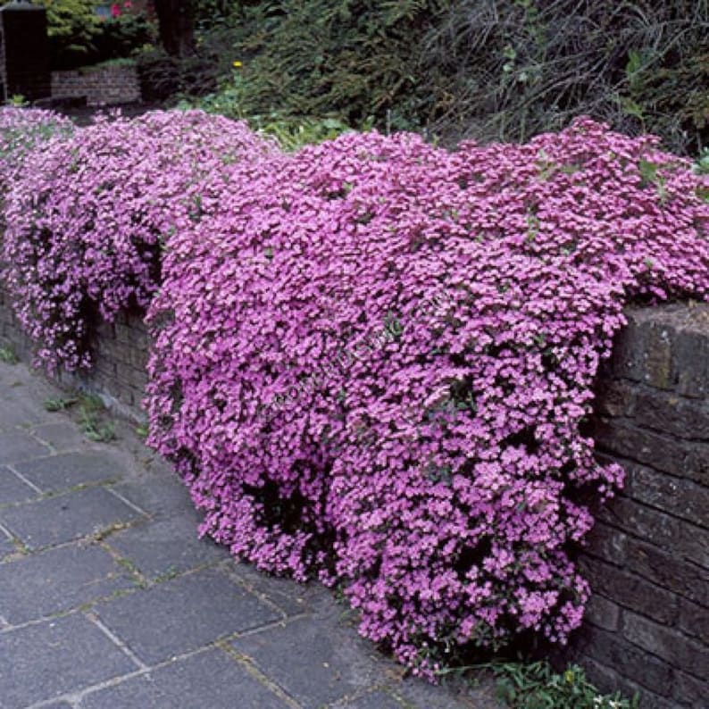 Pink Soapwart Flower Seeds, Ground Cover, Bordering Plants, Sweet ...
