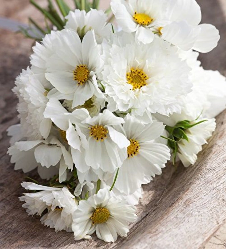 White Cosmos Seeds | White Purity Flowers | Seedstocherish |bulk ...