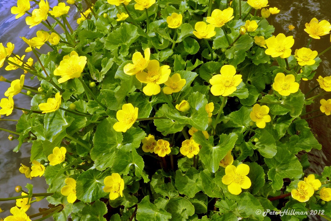 100 Swamp Marigold Flower Seeds, Marsh Marigold, Reseeds Each Year ...