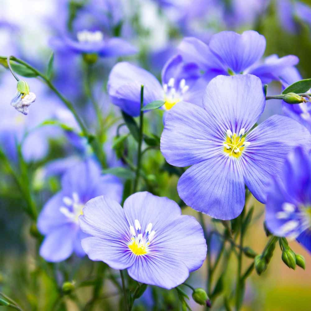 200 Blue Flax Flower Seeds | Linum Lewisii Perennial - Etsy