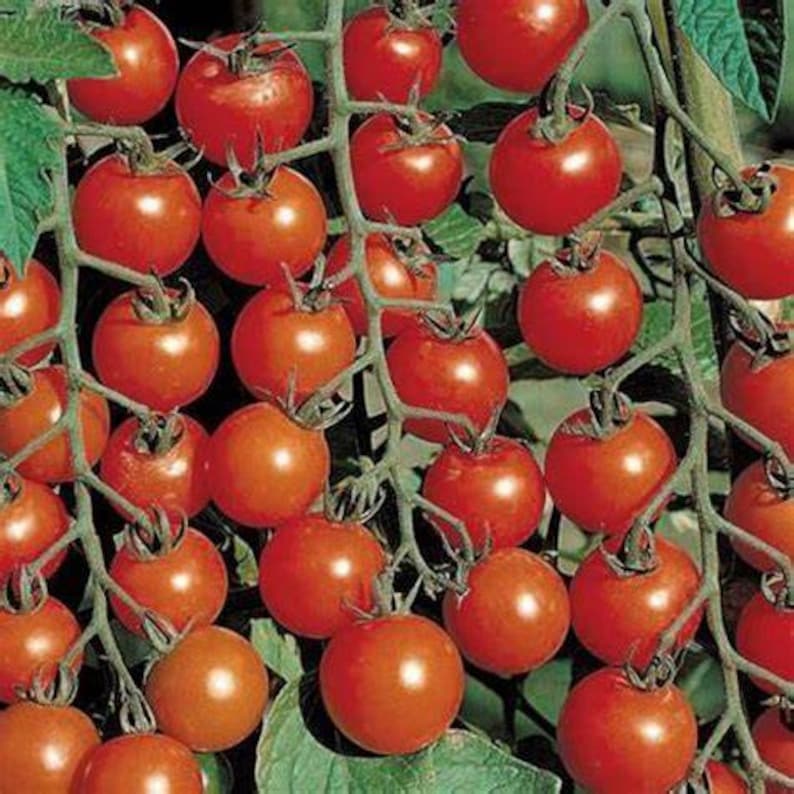 30 Heirloom Tomato Seeds, Chadwick Cherry, Organic, Non Gmo - Etsy