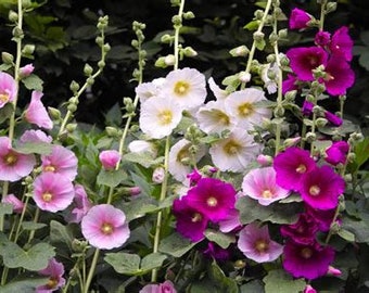 Alcea Rosea Nigra Hollyhock/classic English Cottage/watchman/perennial ...