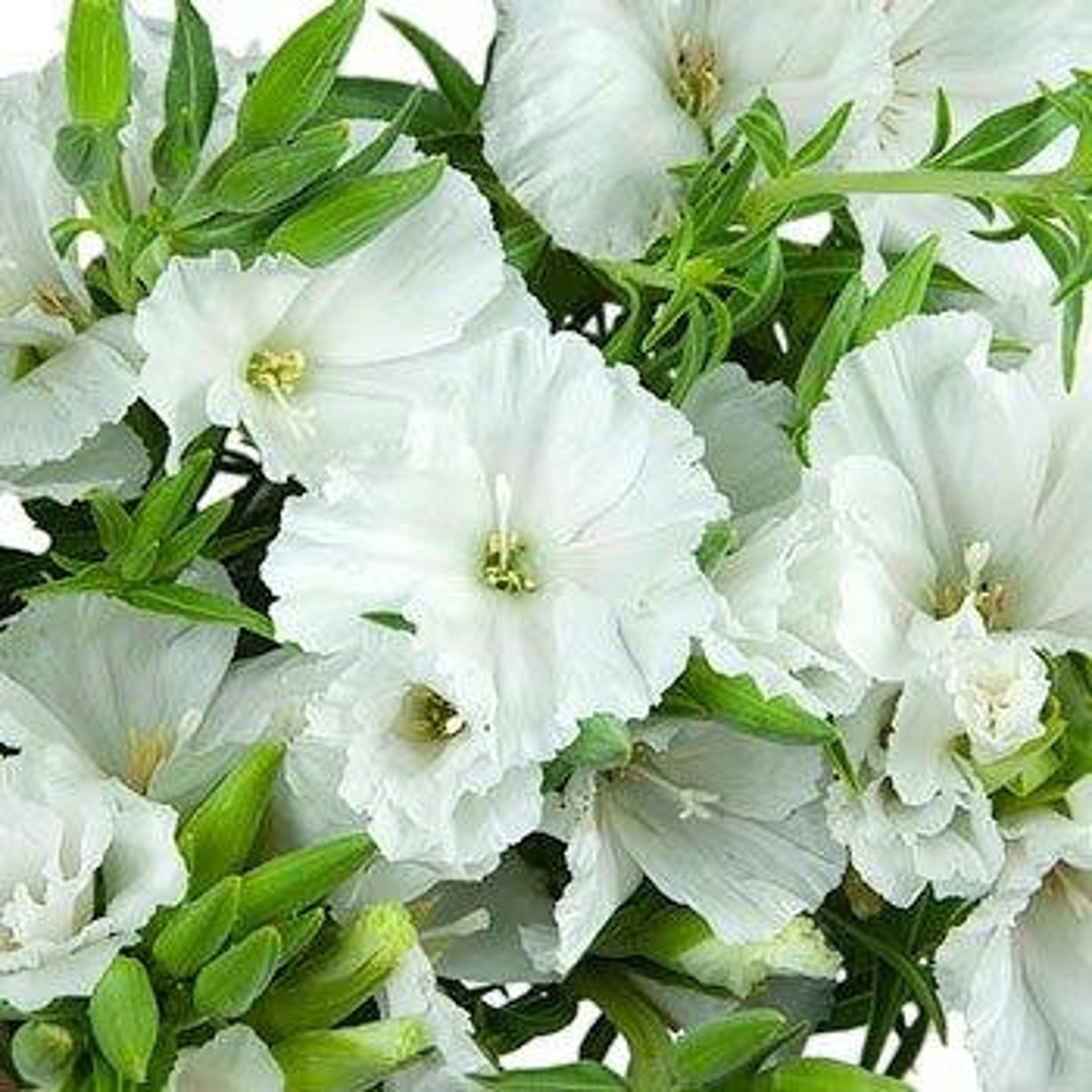 200 Godetia White Flower Seeds Beautiful Cut Flowers - Etsy