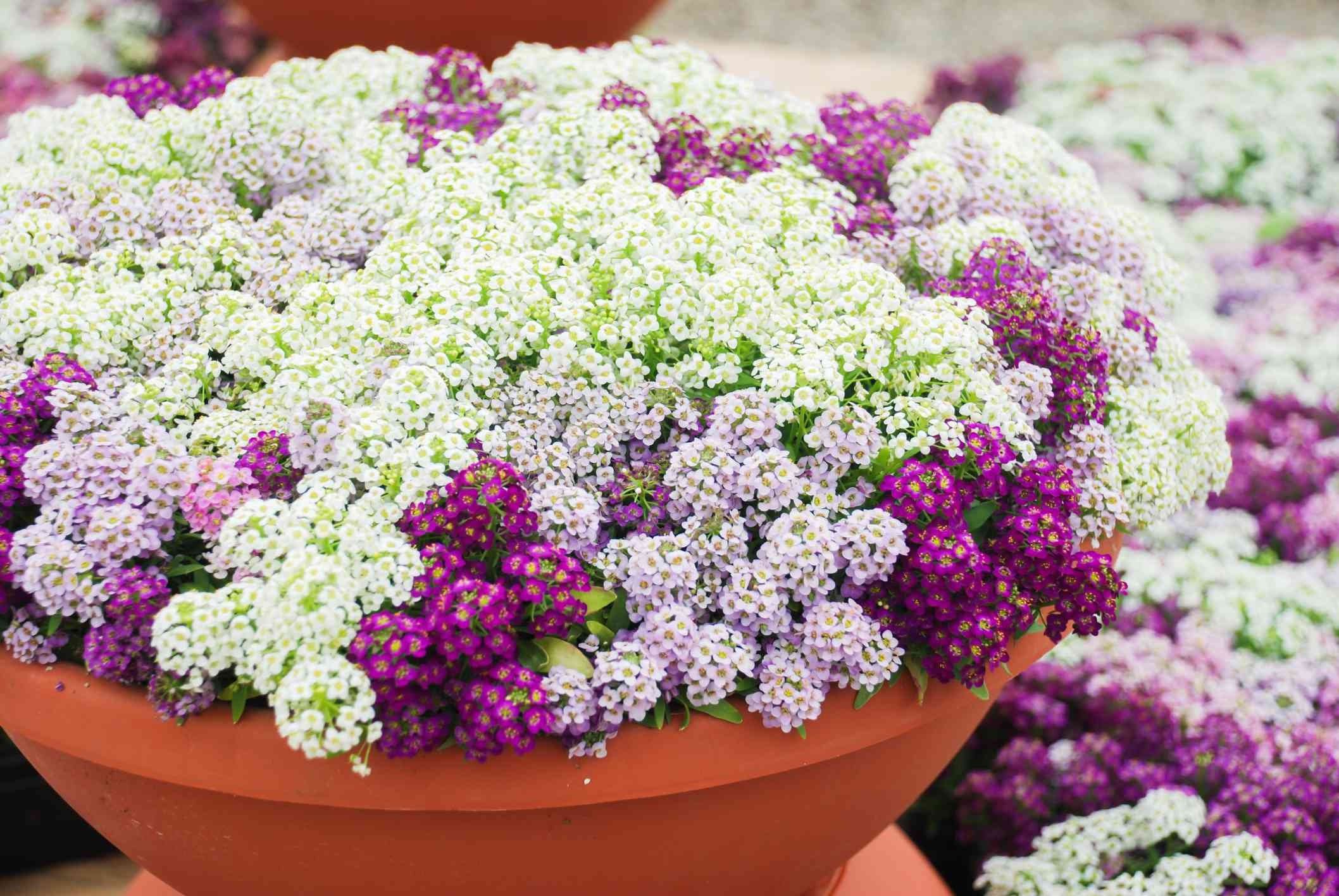 Alyssum Flower Seeds Mix, Royal Carpet, Perennial, Borders and Ground ...