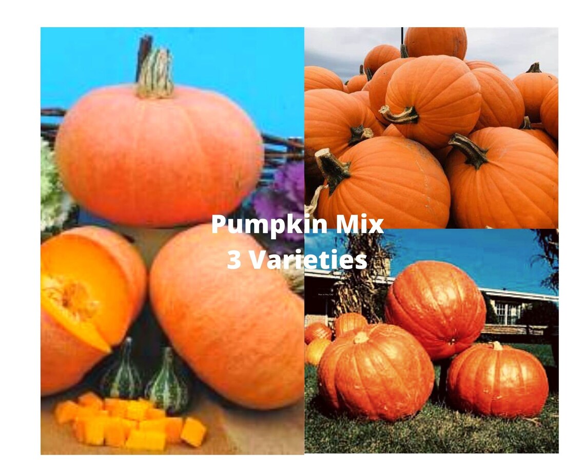 30 Heirloom Pumpkin Mix Seeds, 3 Varieties, Howden, Mammoth, Jack O ...