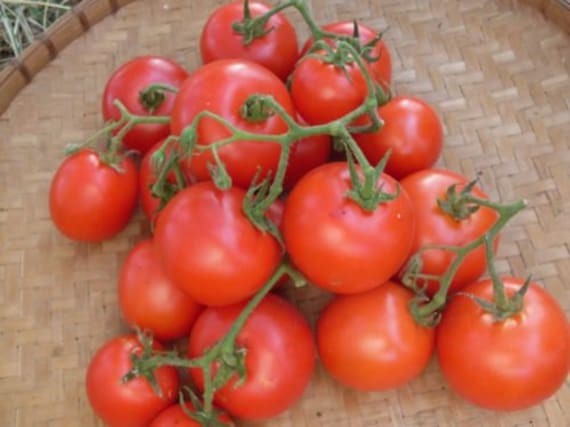 30 Heirloom Tomato Fireworks Seeds Organic Non Gmo | Etsy