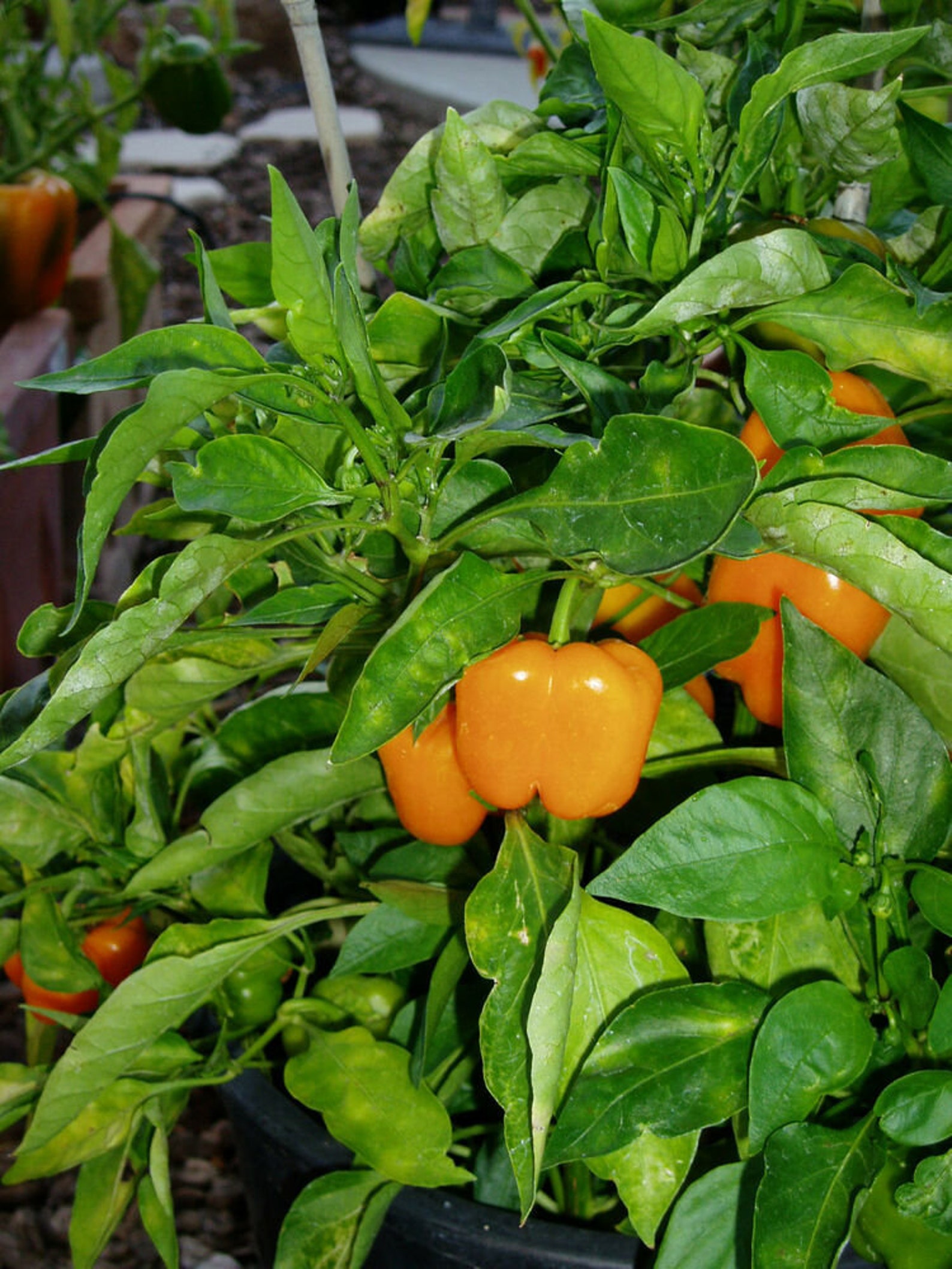 30 Mini Bell Pepper Mix Seeds | Heirloom | Organic | Non Gmo - Etsy