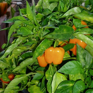 30 Mini Bell Pepper Mix Seeds | Heirloom | Organic | Non Gmo - Etsy