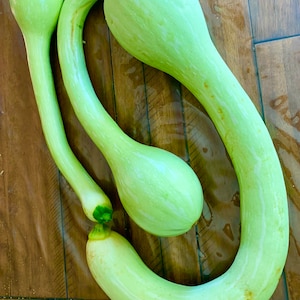 Heirloom Zucchini, Vining Squash Seeds - Tromboncino, Rampicante ...