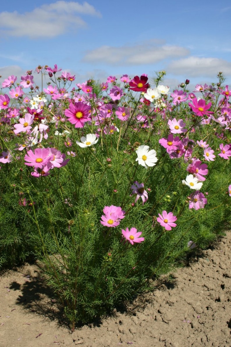 100 Dwarf Cosmos Mix Flower Seeds, Pink, White, Maroon - Etsy