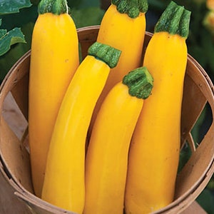 30 Heirloom Golden Zucchini Seeds, Squash Seeds, Organic, Non Gmo ...