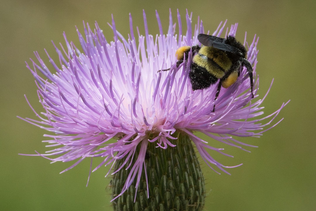 50 AMERICAN Star Flower Seeds Centaurea Aloha American Rose, American ...
