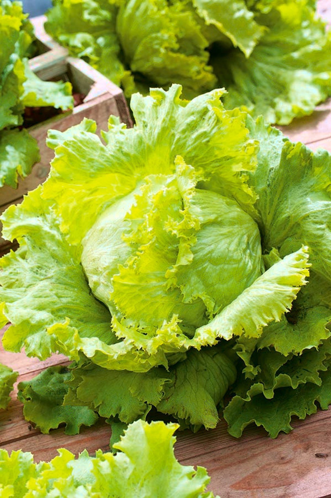 200 Ice Queen Lettuce Seeds: Heirloom, Organic, Non-gmo - Etsy