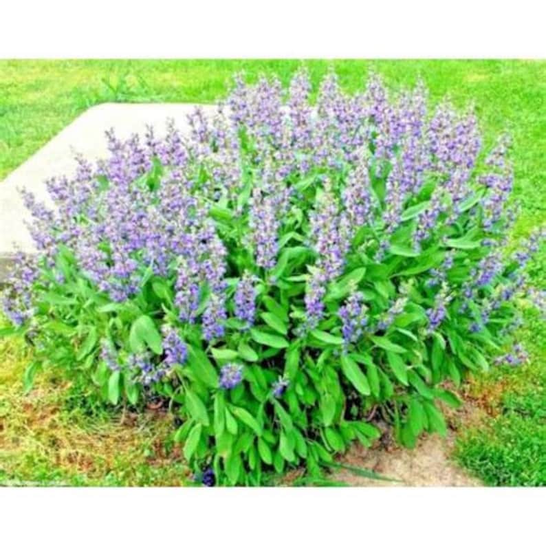 100 Broadleaf Sage Seeds Heirloom Organic - Etsy