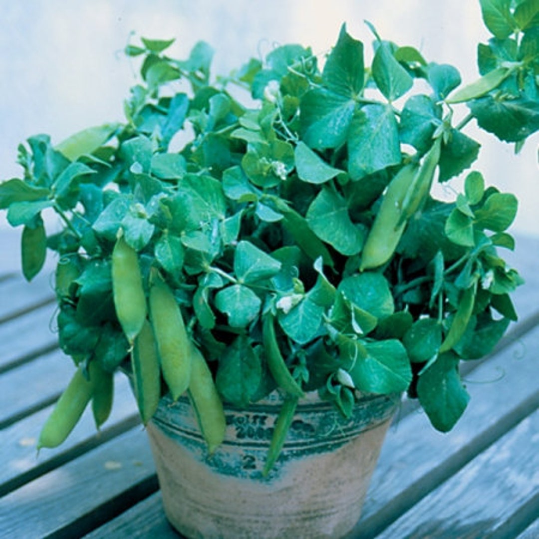 Half Pint Sugar Pea Seeds, Dwarf Peas, Tom Thumb, Great for Container ...