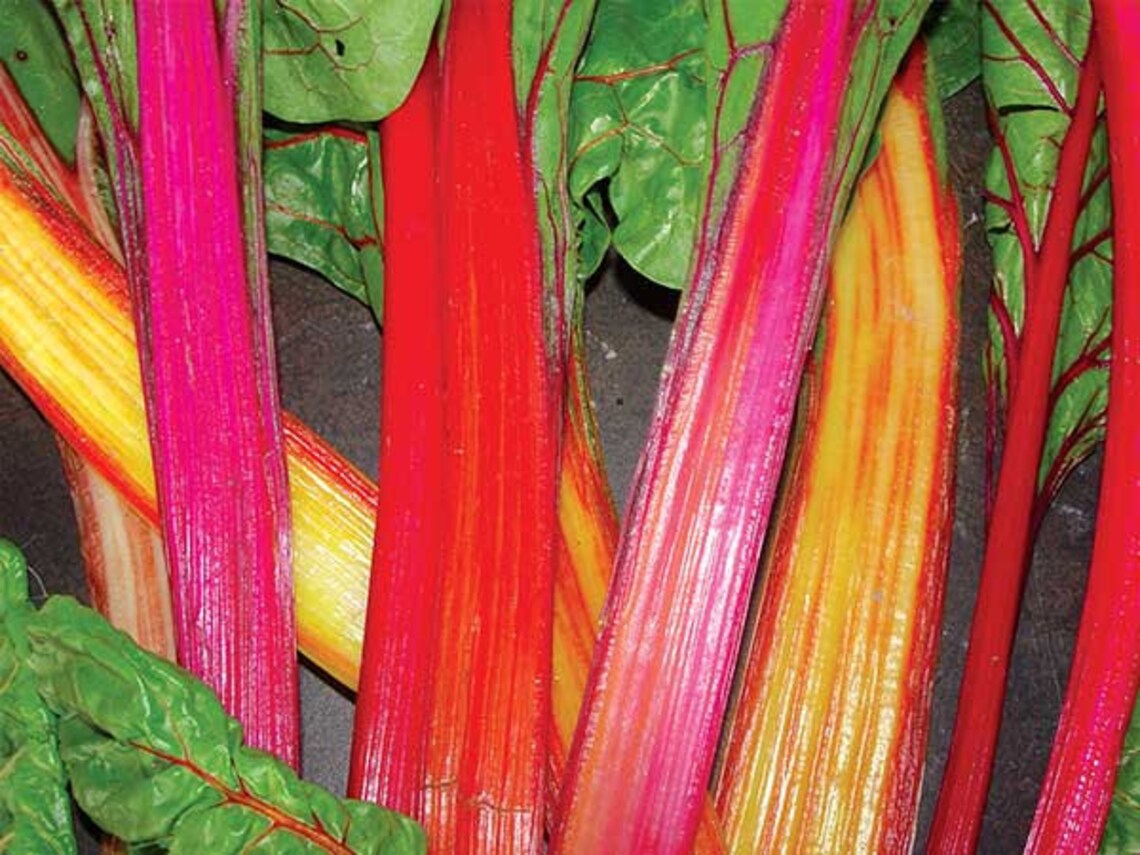 400 Rainbow Swiss Chard Seed Mix, Five Color - Heirloom, Organic, Non ...