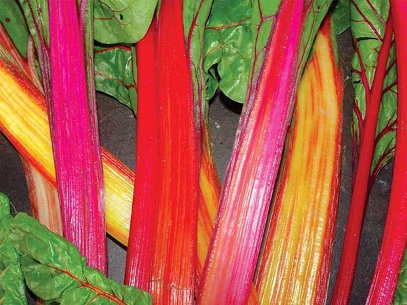 400 Rainbow Swiss Chard Seed Mix, Five Color - Heirloom, Organic, Non ...