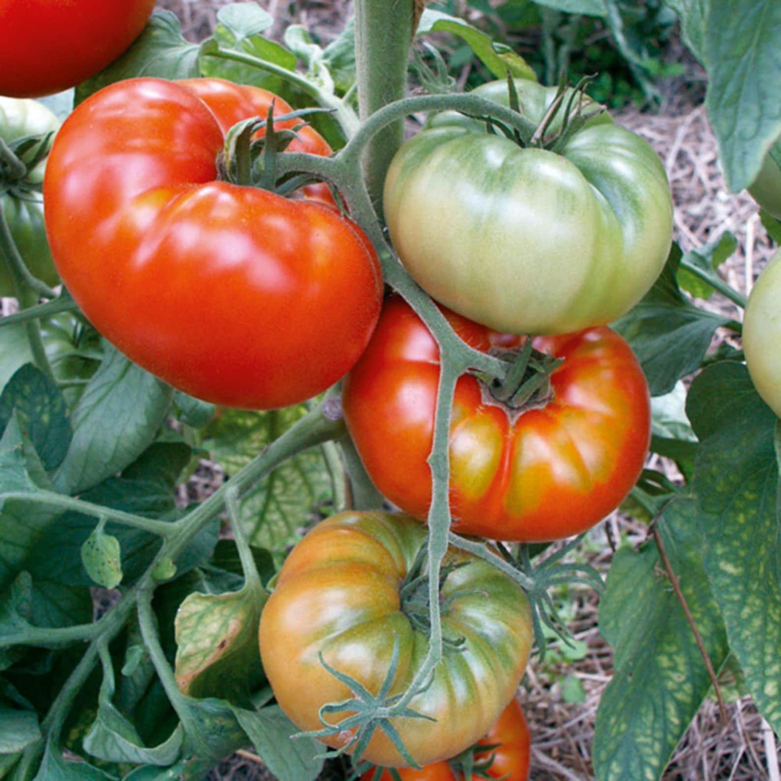 30 Red Brandywine Tomato Seeds Heirloom Non Gmo Organic - Etsy