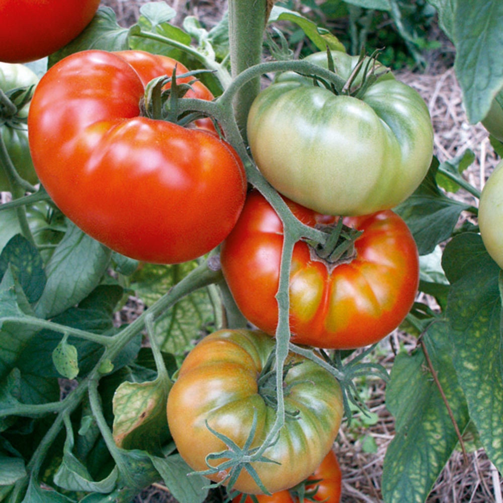 30 Red Brandywine Tomato Seeds Heirloom Non Gmo Organic - Etsy