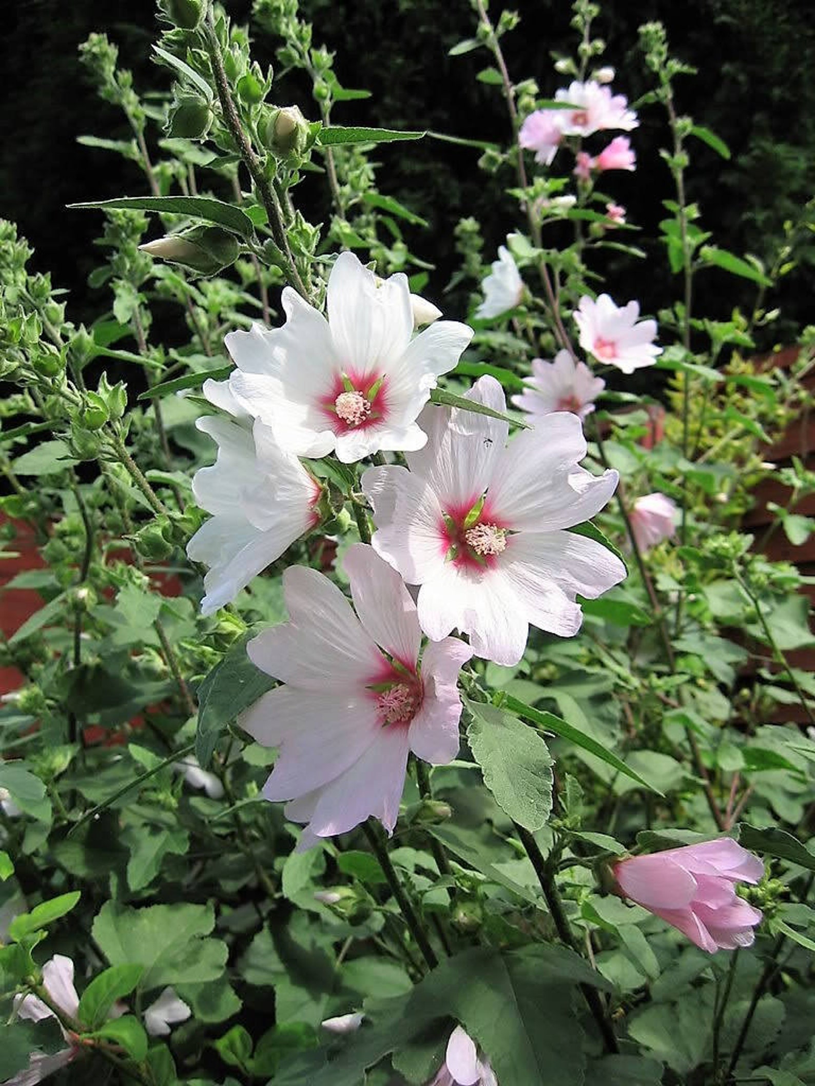 100 Tree Mallow Flower Seeds Rose Mallow Lavatera - Etsy