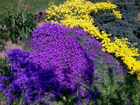 Purple Ground Cover Plants