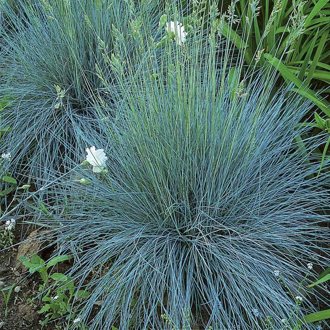 Elijah Blue Fescue Grass Seeds, Ornamental Festuca Glauca (50 Seeds) - Etsy