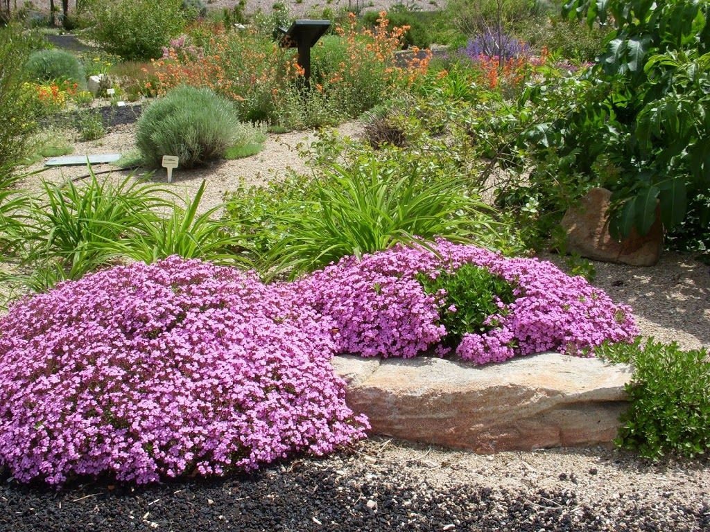 Pink Soapwart Flower Seeds, Ground Cover, Bordering Plants, Sweet ...