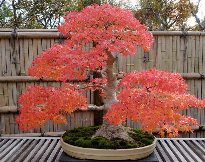 40 Japanese Maple 'bloodgood" Seeds (w/ 10-year Bonsai Growing Guide ...