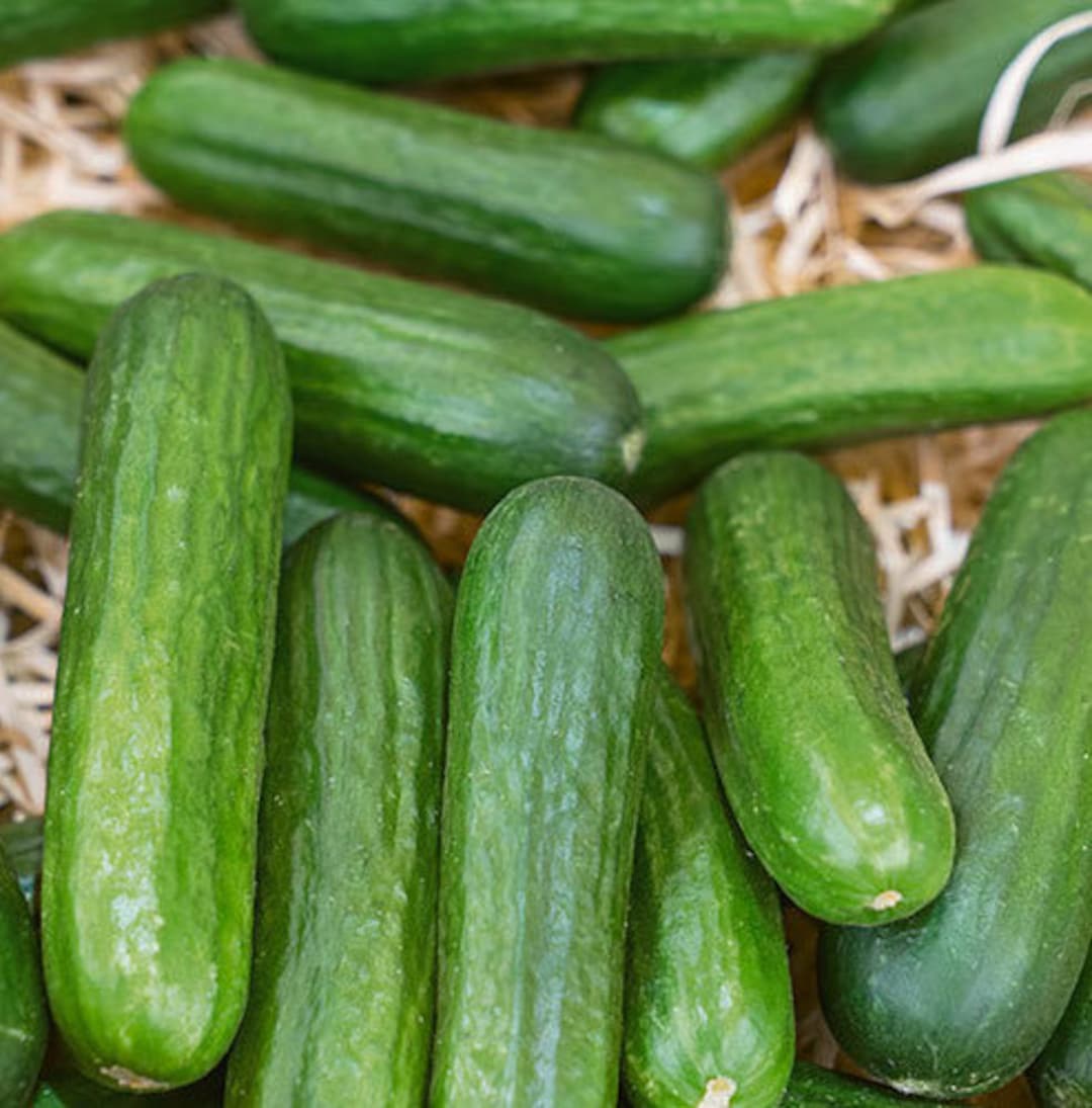 Cucumber Seeds Muncher| Heirloom Organic Non Gmo | High Yielding - Etsy