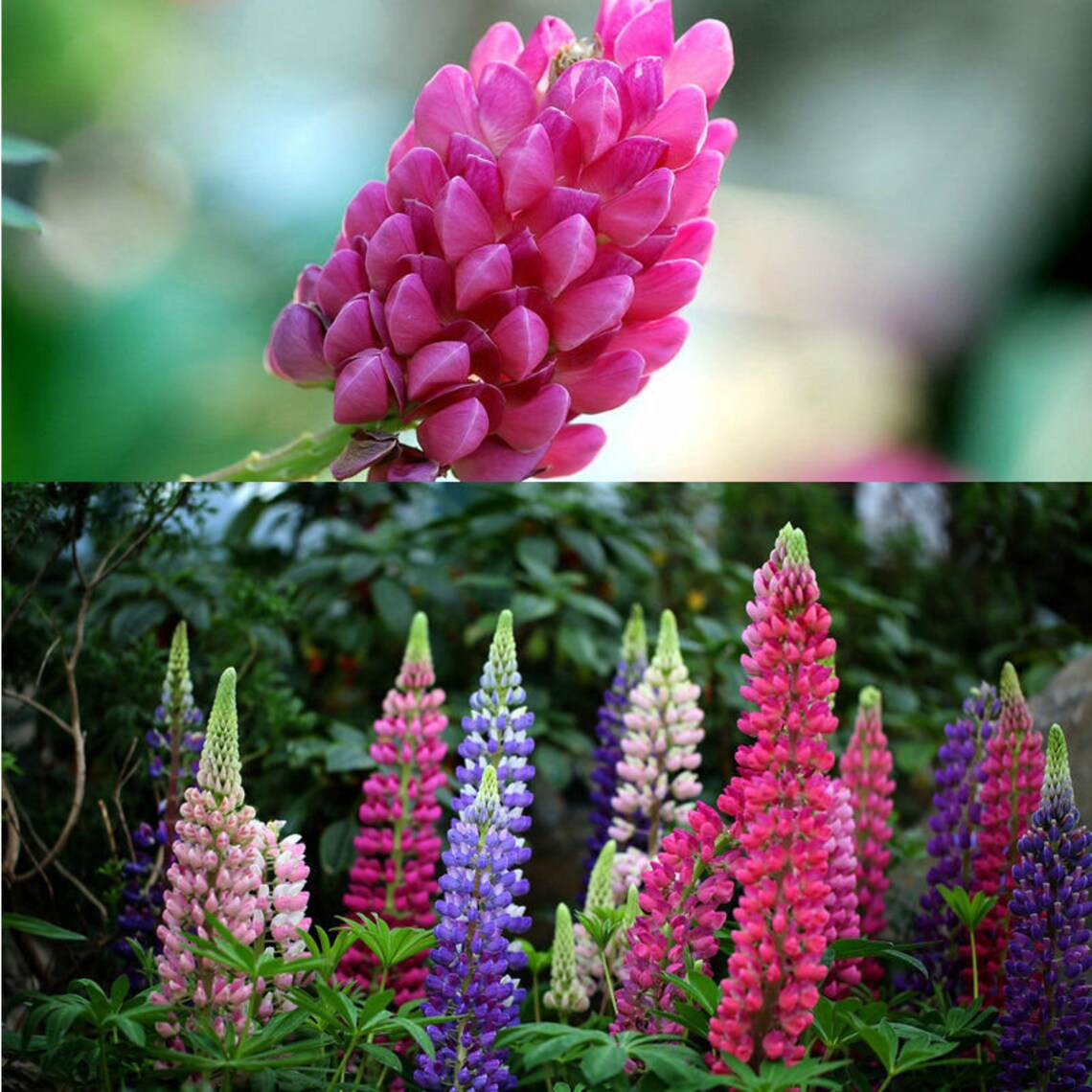 100 Lupine Flower Mix Seeds, Russell, Perennial Zones 3-9 - Etsy