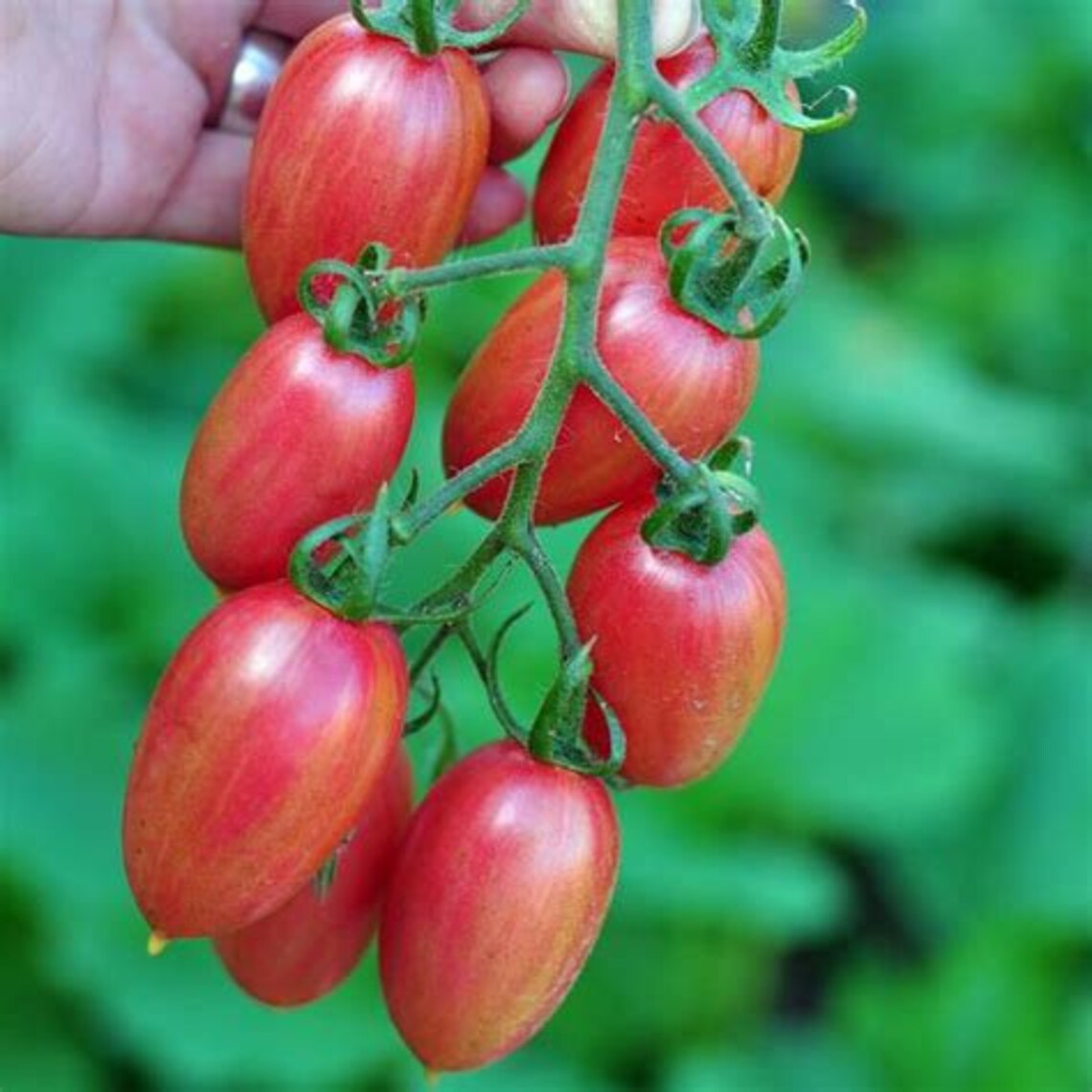 Artisan Maglia Rosa Tomato Seeds |rare Italian Tomato| Organic | Non ...