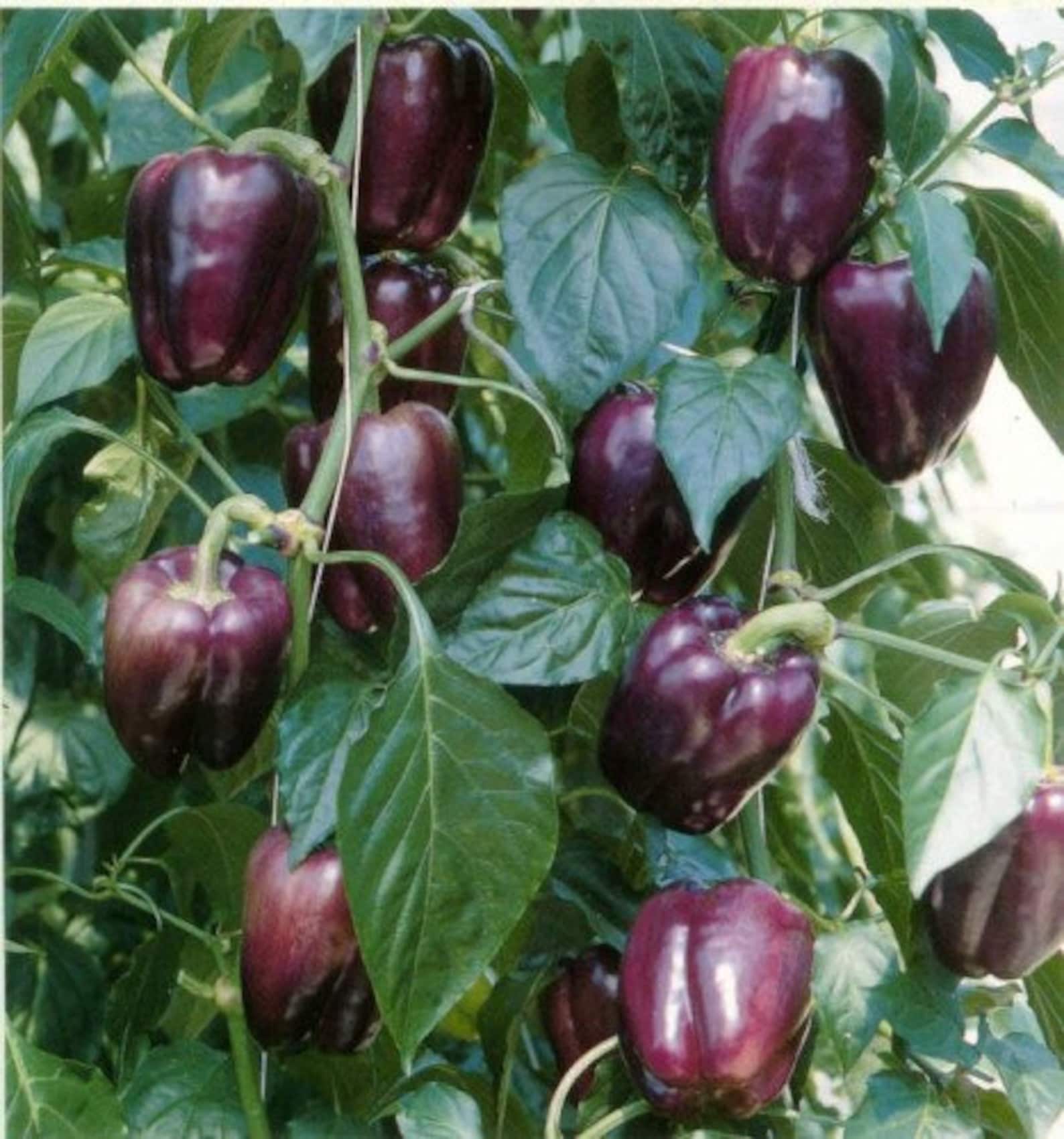 Purple Beauty Pepper Seeds Heirloom Organic Non Gmo Sweet Peppers - Etsy