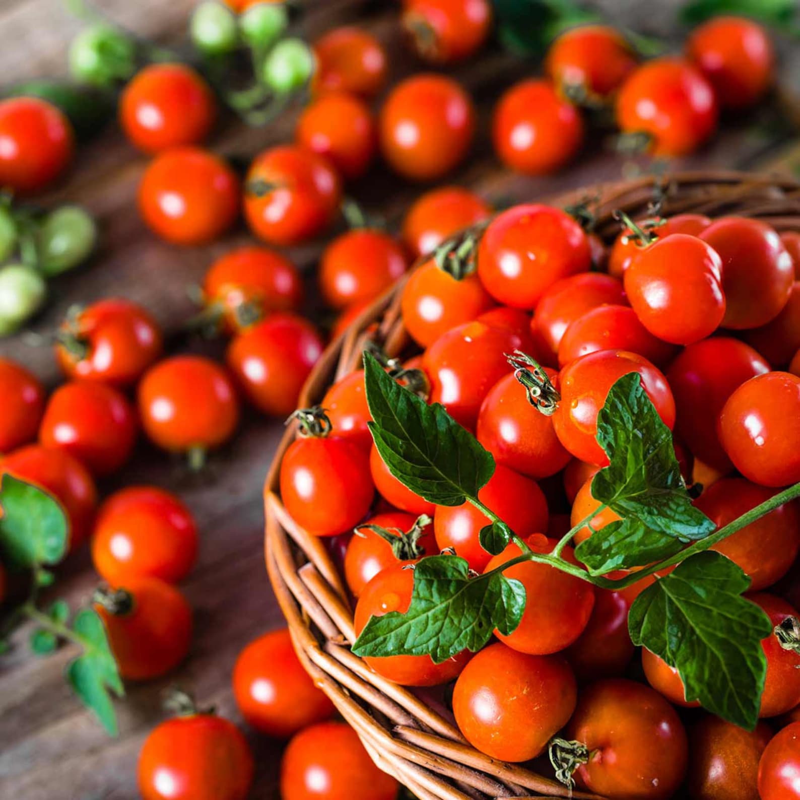 Heirloom Mexico Midget Dwarf Tomato Seeds, Non Gmo Organic - Etsy