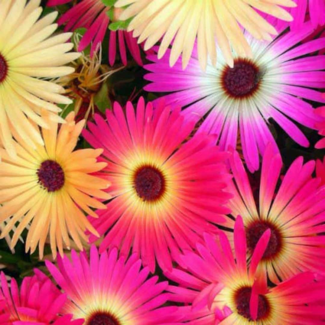 200 Iceplant Flower Seed Mix, Ground Cover, Rainbow Mix Flower Seeds ...