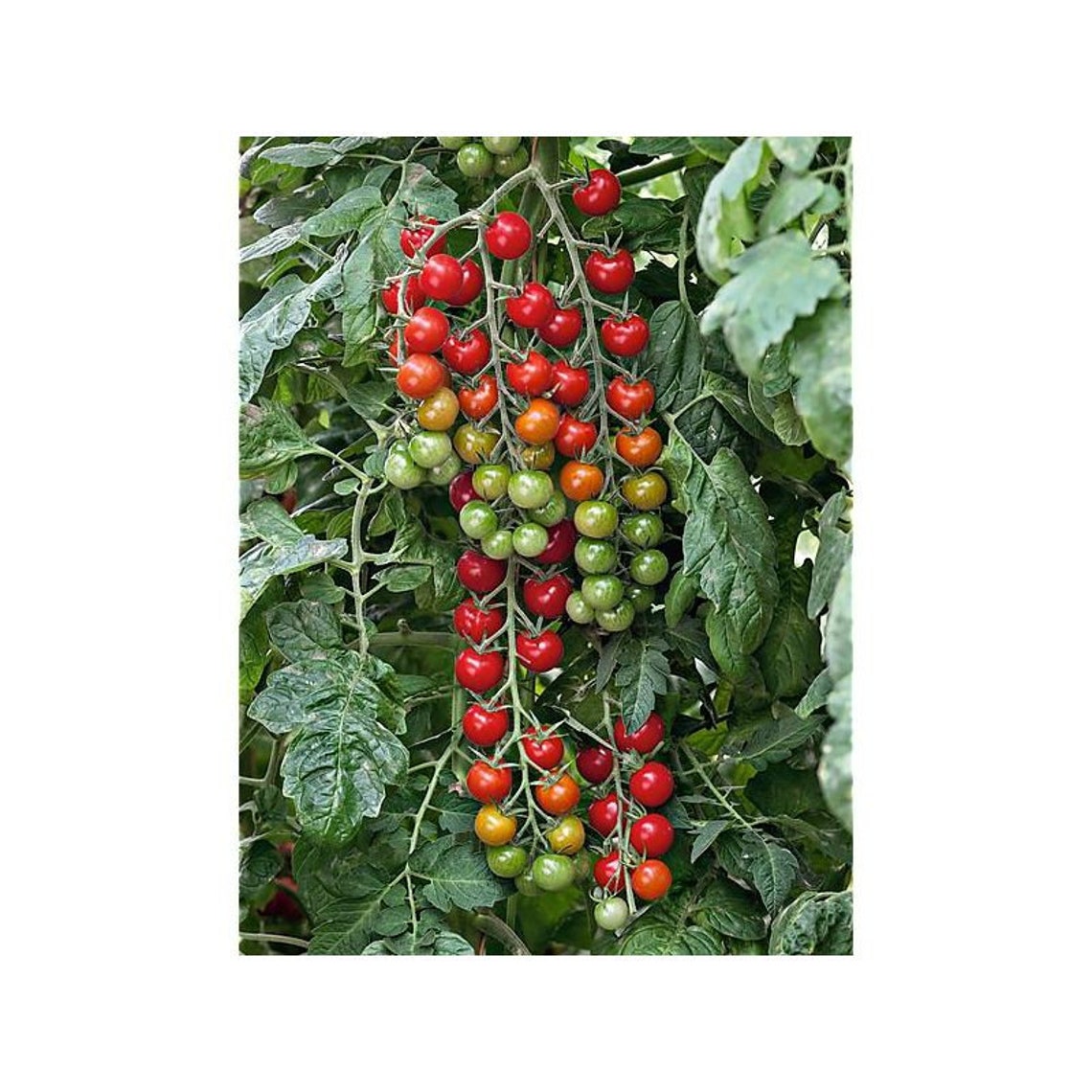 Sweet Aperitif Cherry, Tomato Seeds, Heirloom, Organic, Non Gmo ...