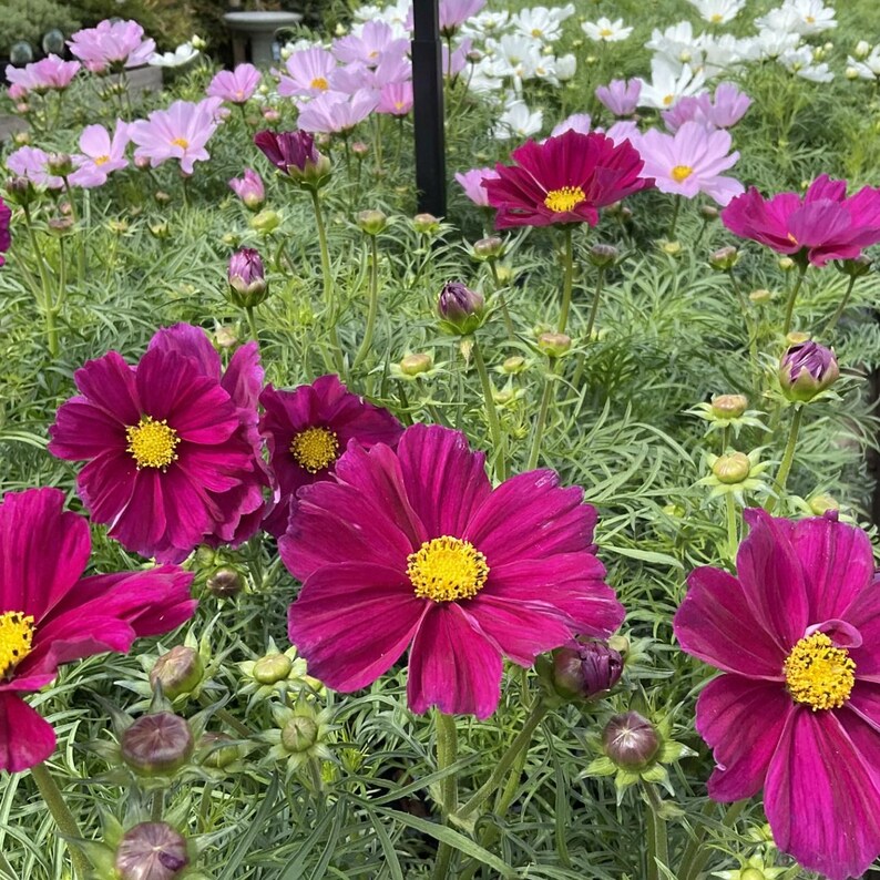100 Dwarf Cosmos Mix Flower Seeds, Pink, White, Maroon - Etsy